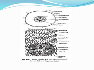 Cross Section Of Dicot And Monocot Stem