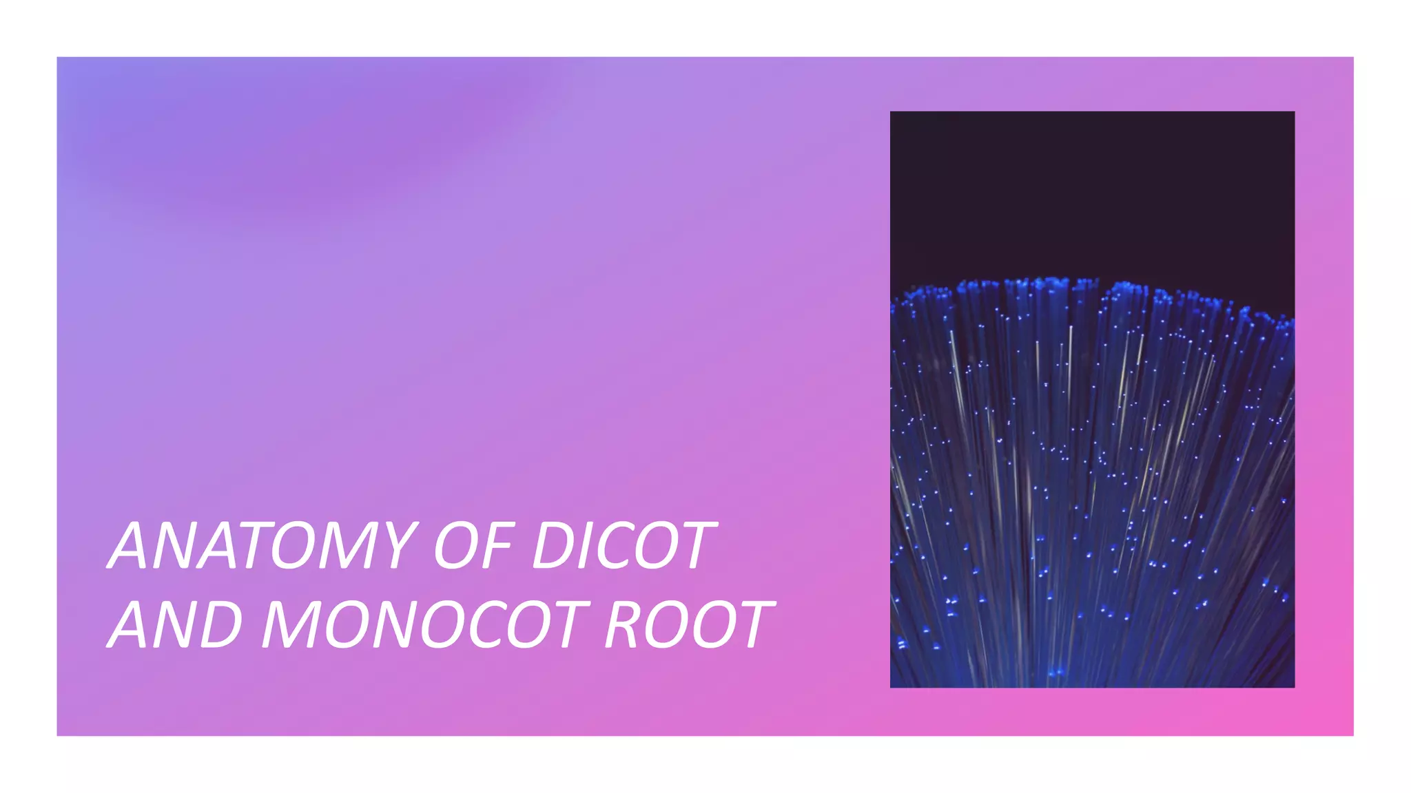 Anatomy of dicot and monocot root,stem and leaf (2).pdf