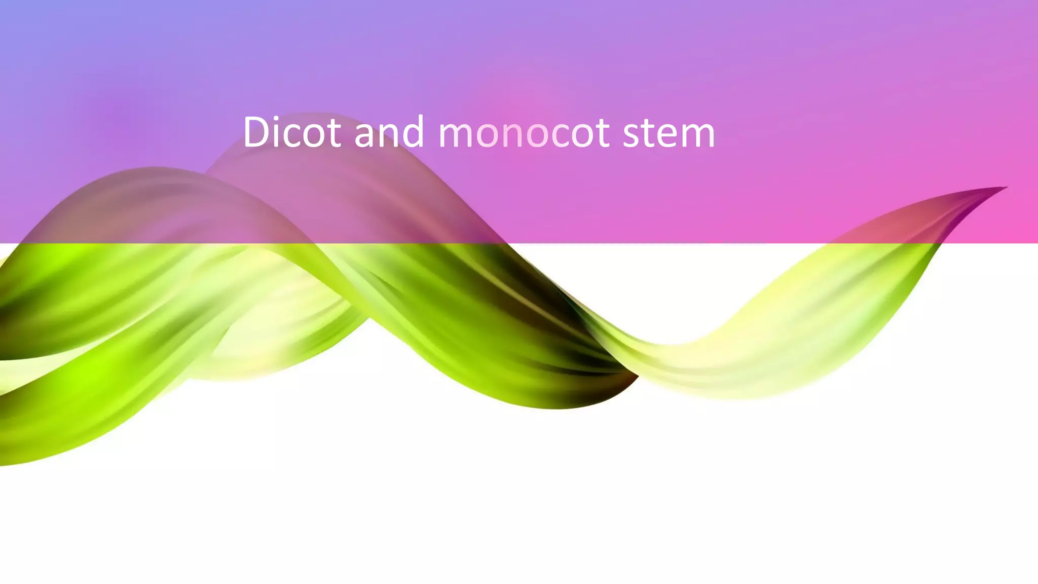 Anatomy of dicot and monocot root,stem and leaf (2).pdf