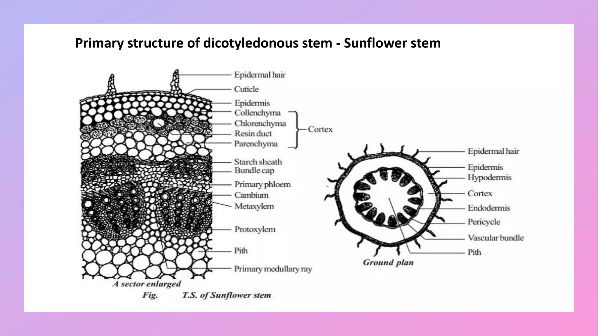 Anatomy of dicot and monocot root,stem and leaf (2).pdf