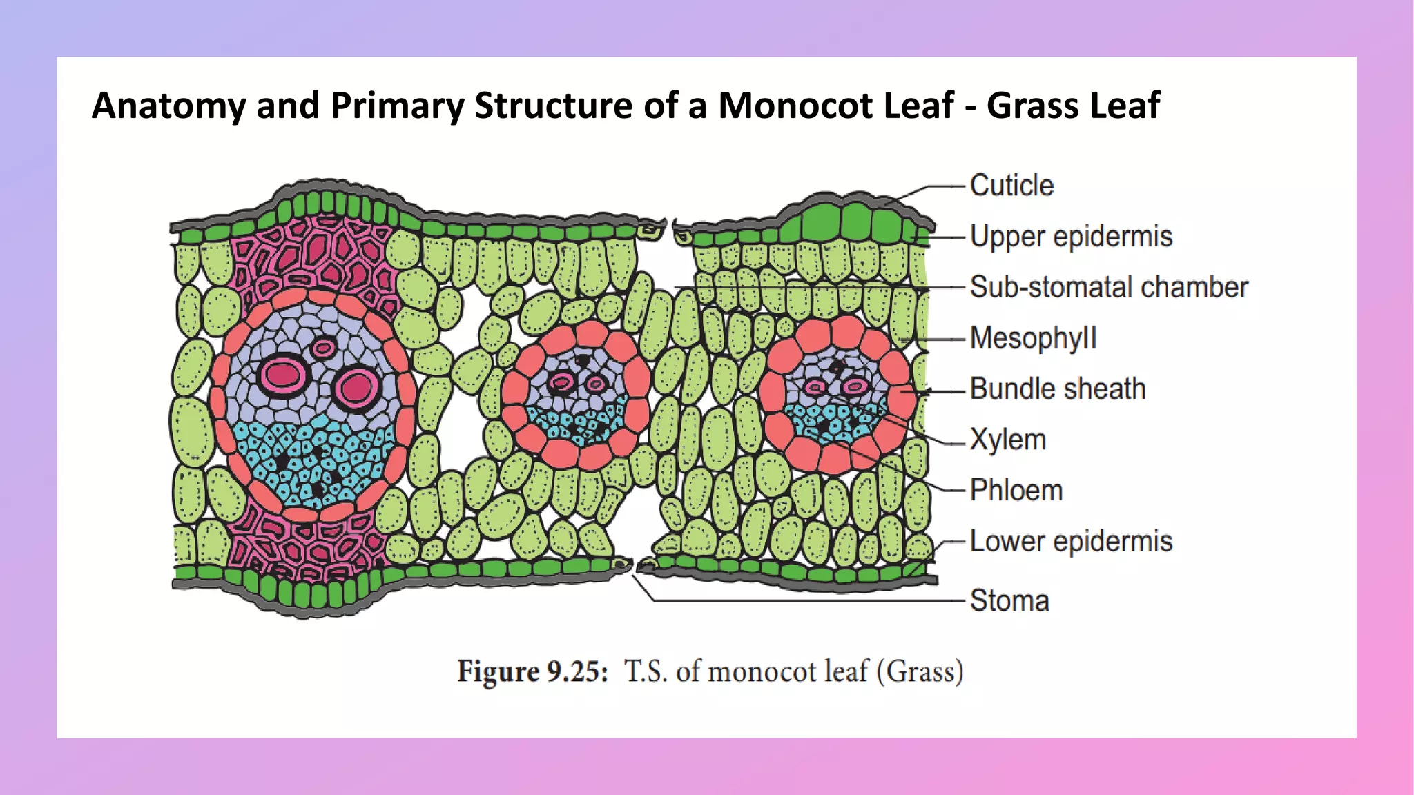 Anatomy of dicot and monocot root,stem and leaf (2).pdf