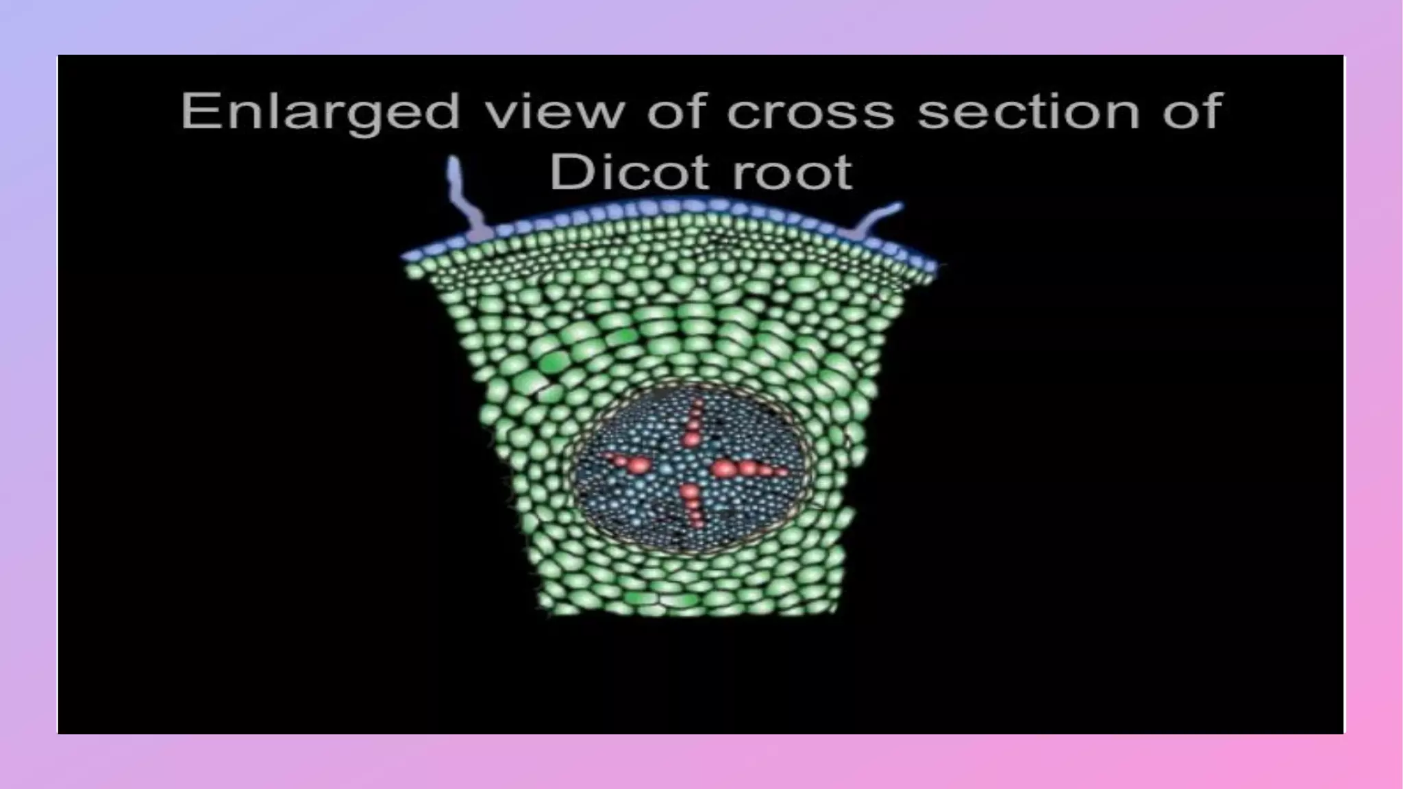 Anatomy of dicot and monocot root,stem and leaf (2).pdf
