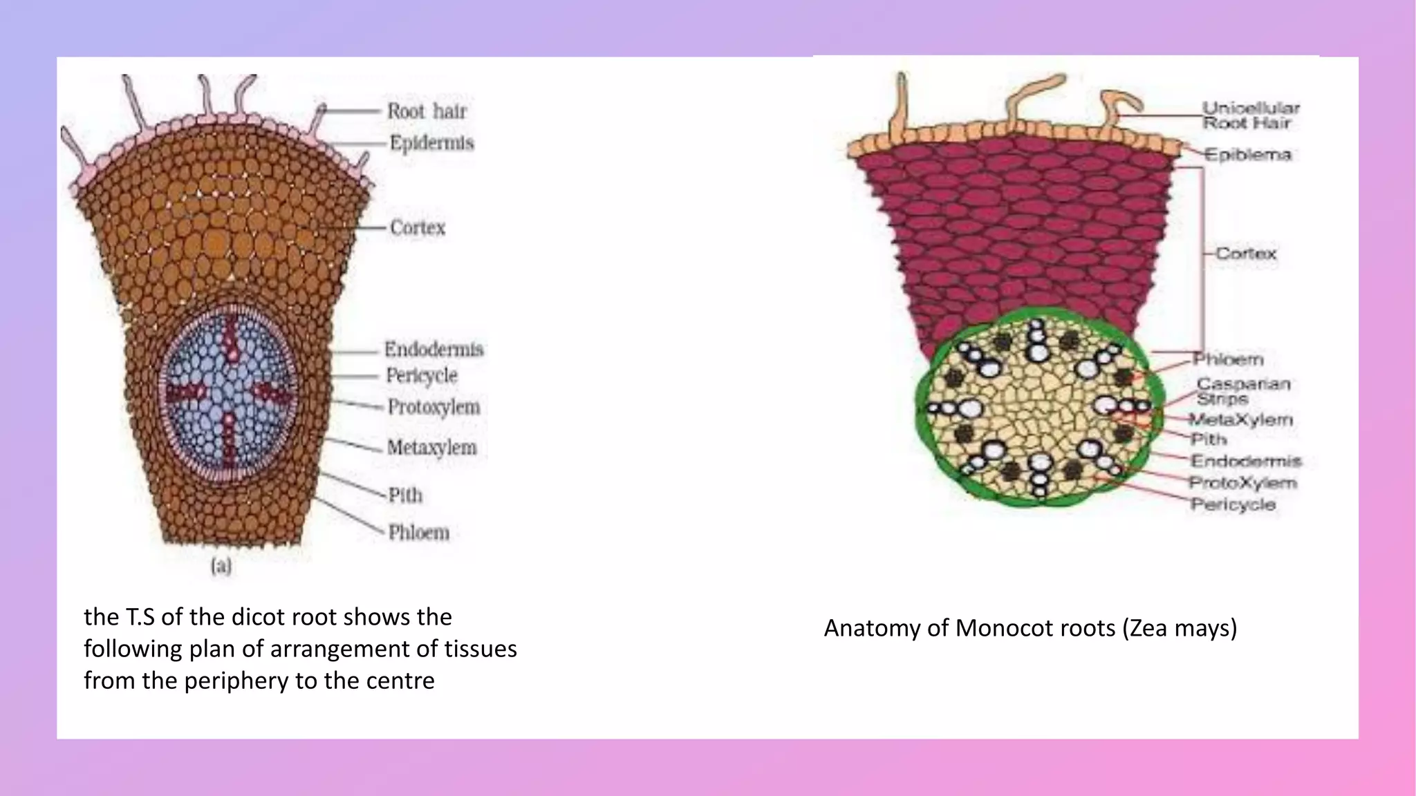 Anatomy of dicot and monocot root,stem and leaf (2).pdf