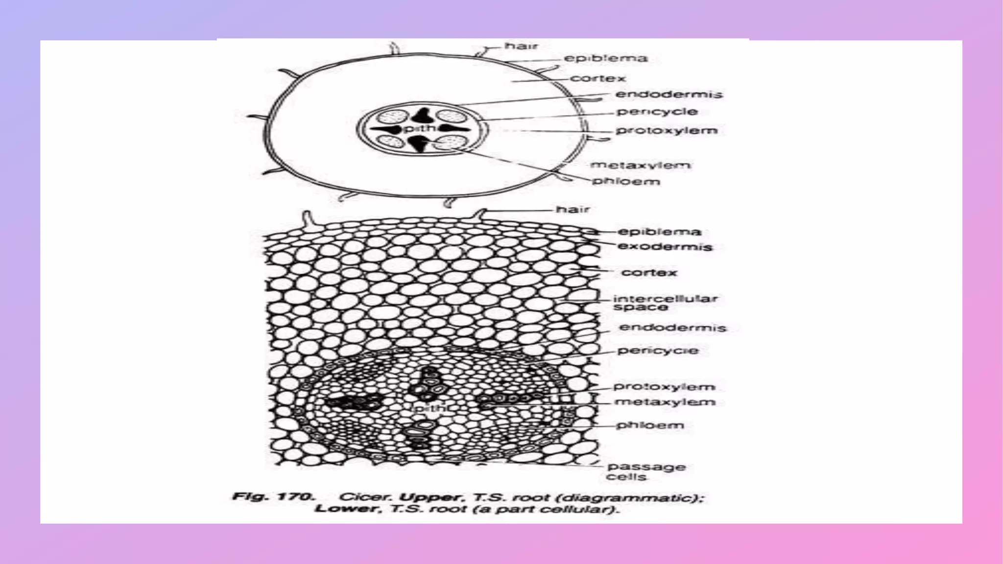 Anatomy of dicot and monocot root,stem and leaf (2).pdf