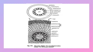 Anatomy of dicot and monocot root,stem and leaf (2).pdf