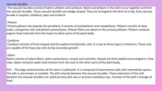Anatomy of dicot and monocot root,stem and leaf (2).pdf