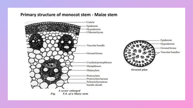 Anatomy of dicot and monocot root,stem and leaf (2).pdf | Gardening | Home & Garden