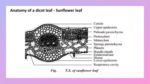Anatomy of dicot and monocot root,stem and leaf (2).pdf | Gardening | Home & Garden