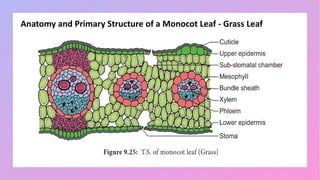 Anatomy of dicot and monocot root,stem and leaf (2).pdf