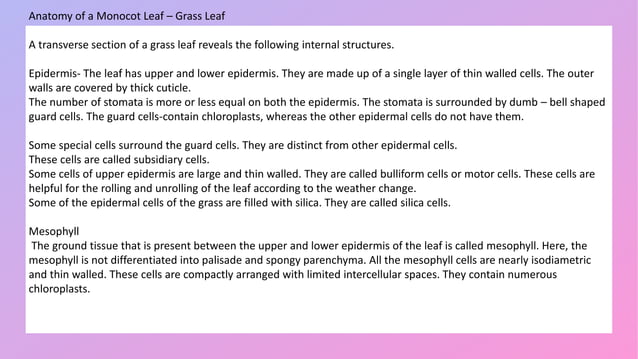 Anatomy of dicot and monocot root,stem and leaf (2).pdf | Gardening | Home & Garden