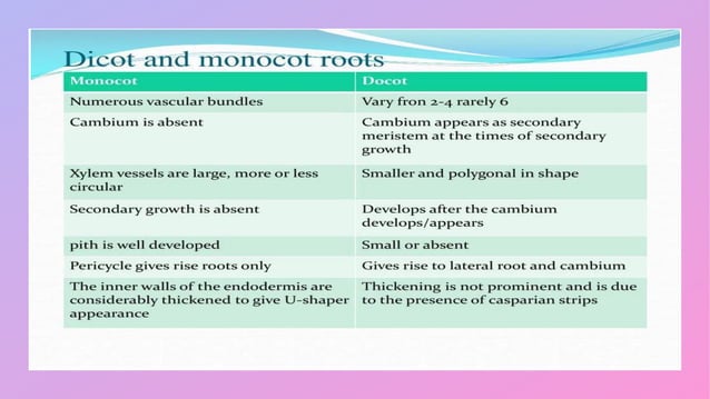 Anatomy of dicot and monocot root,stem and leaf (2).pdf | Gardening | Home & Garden