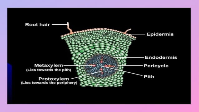 Anatomy of dicot and monocot root,stem and leaf (2).pdf | Gardening ...