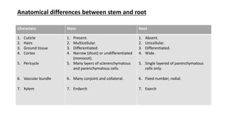Anatomy of dicot and monocot stem | PPTX
