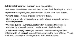 Anatomy of dicot and monocot stem | PPTX