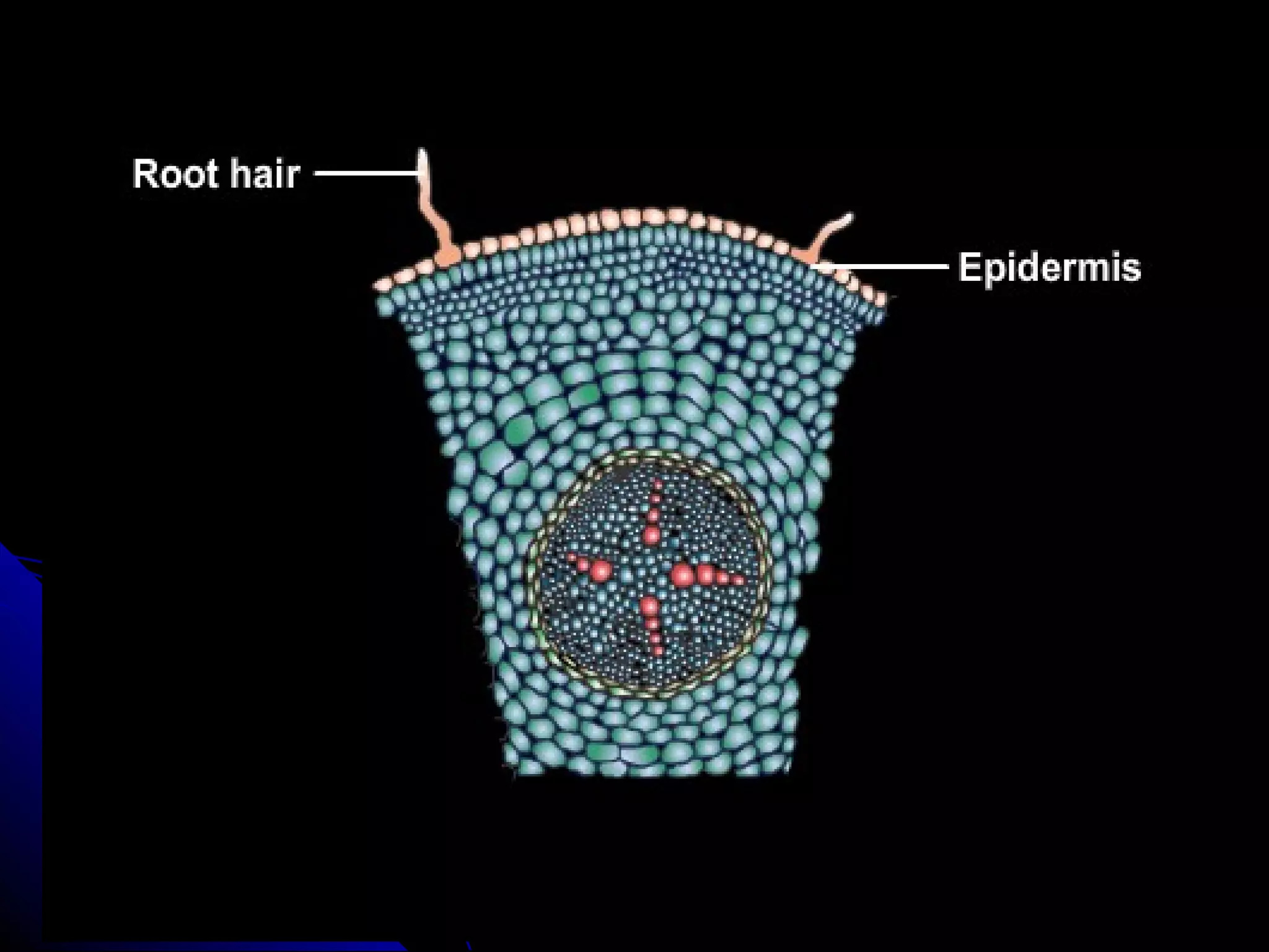 Anatomy of dicot roots | PPT