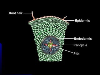 Dicot Root Model