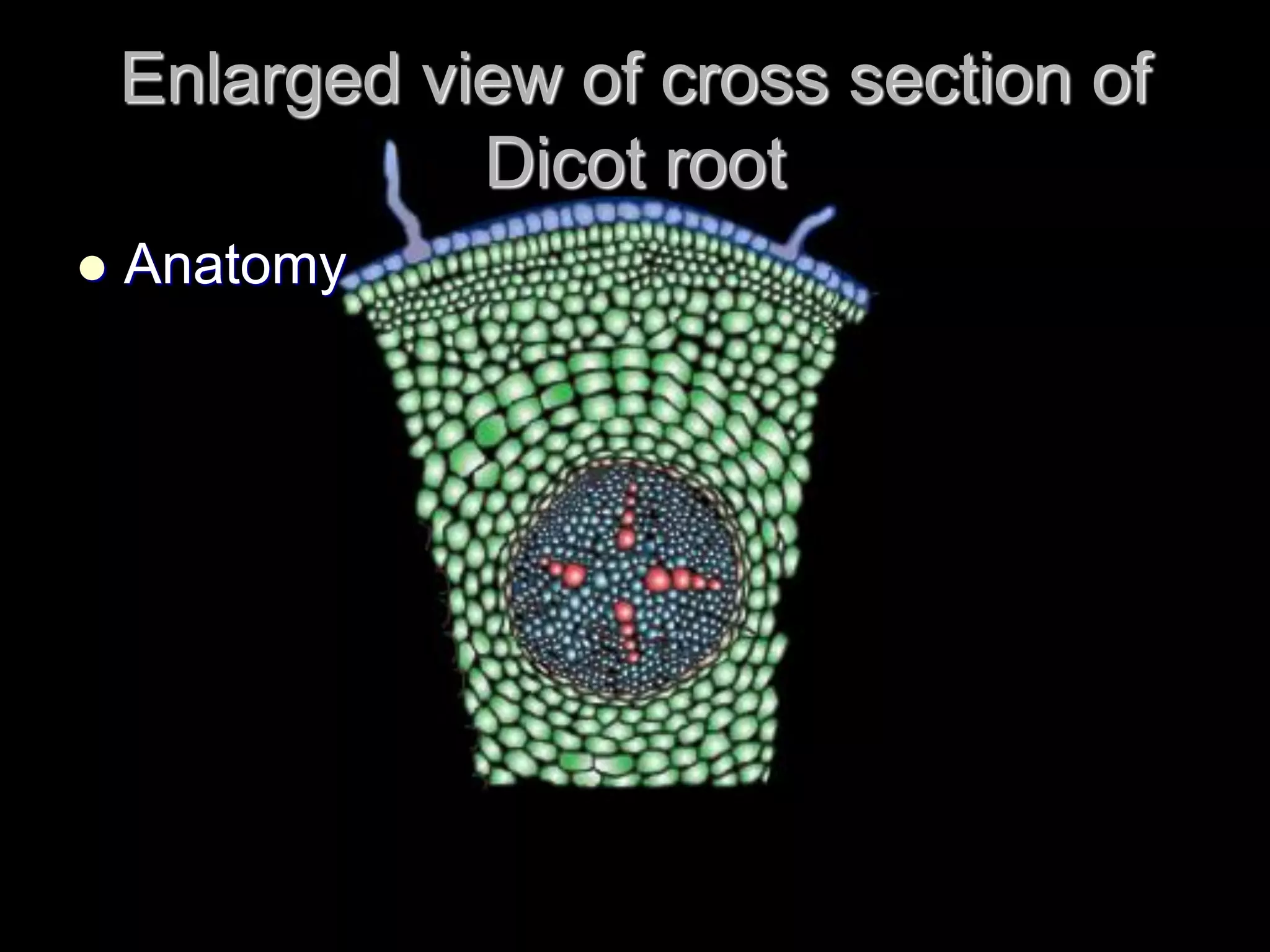 Anatomy of dicot roots | PDF
