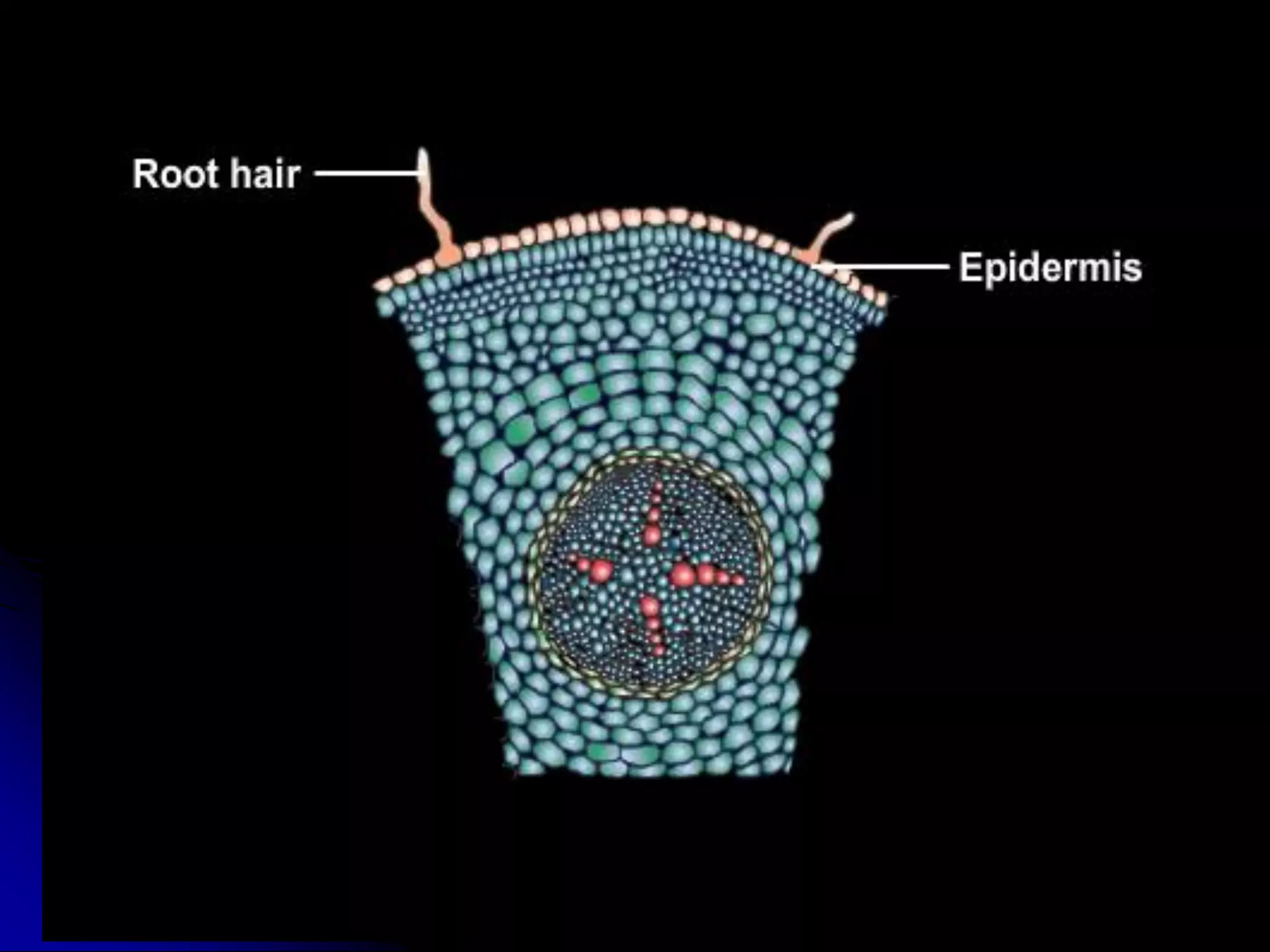 Anatomy of dicot roots | PDF