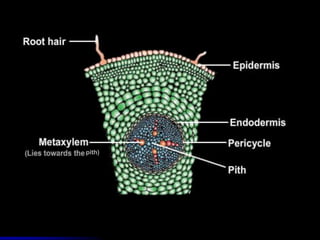 Anatomy of dicot roots | PDF
