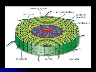 Anatomy of dicot roots | PDF