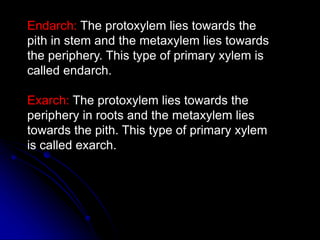 Anatomy of dicot roots | PDF