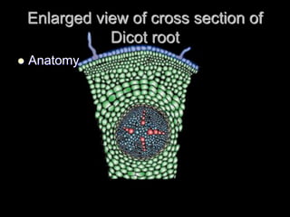 Anatomy of dicot roots | PDF