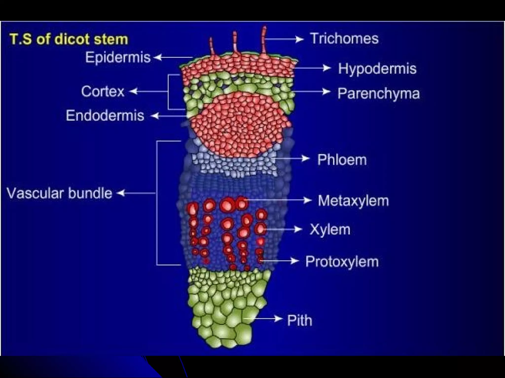 Anatomy of dicot stem | PPT