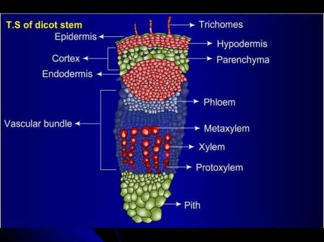 Anatomy of dicot stem | PPT