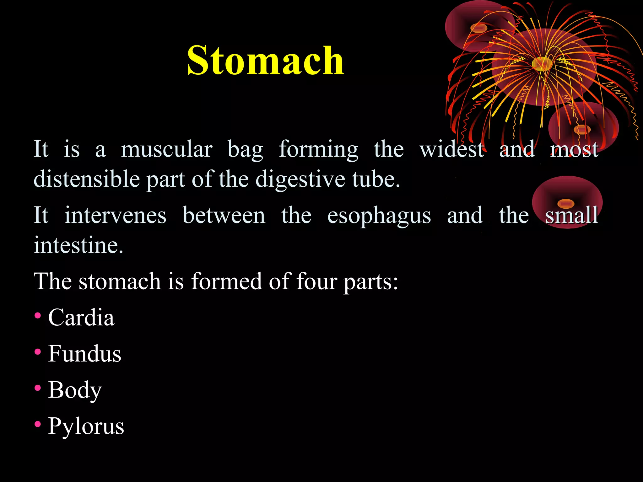 Anatomy of digestive system | PPT
