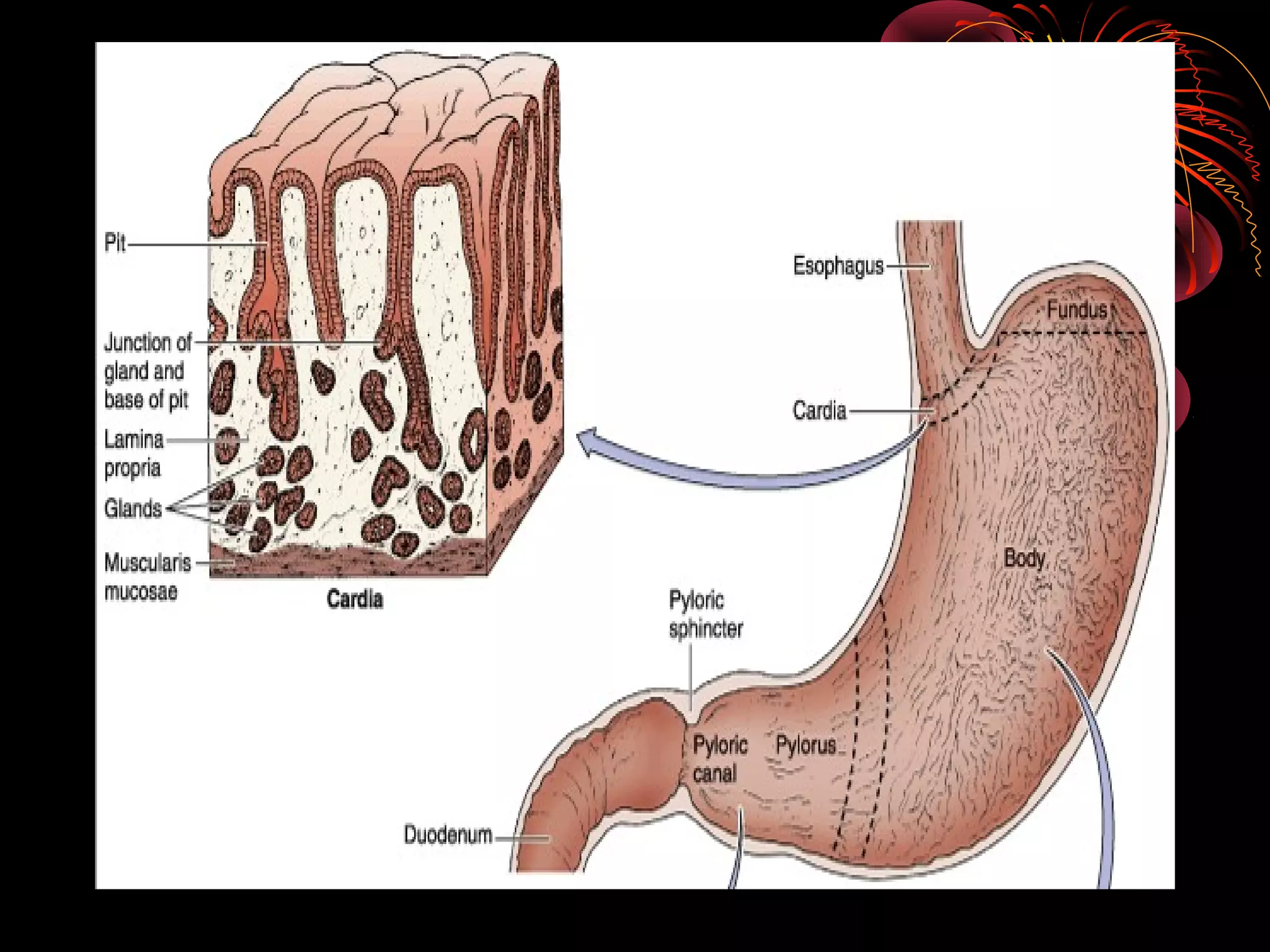 Anatomy of digestive system | PPT