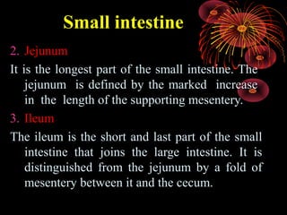 Anatomy of digestive system | PPT