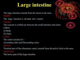 Anatomy of digestive system | PPT