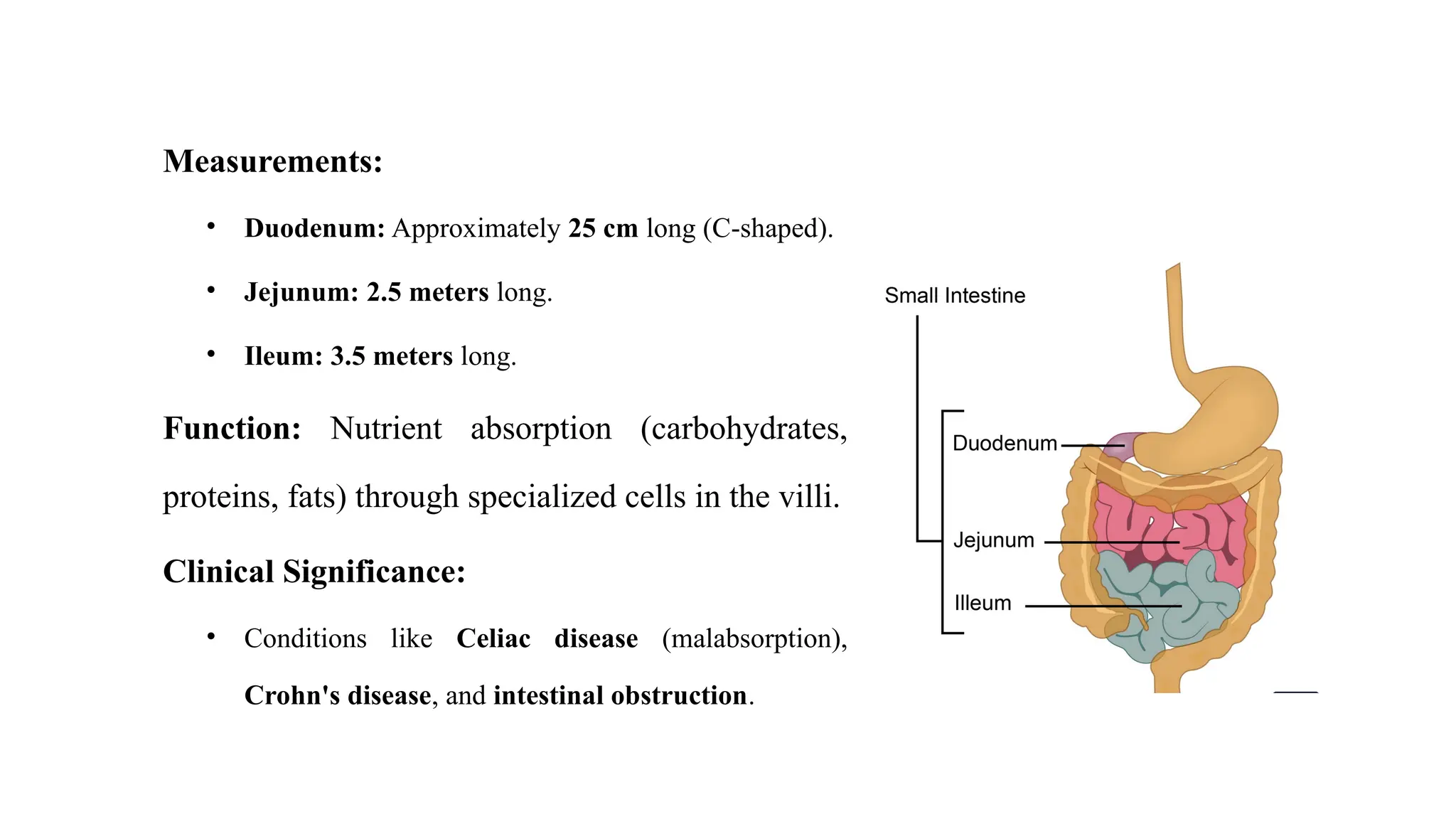 Anatomy of Digestive System, Liver, pancreas, and gallbladder .pptx