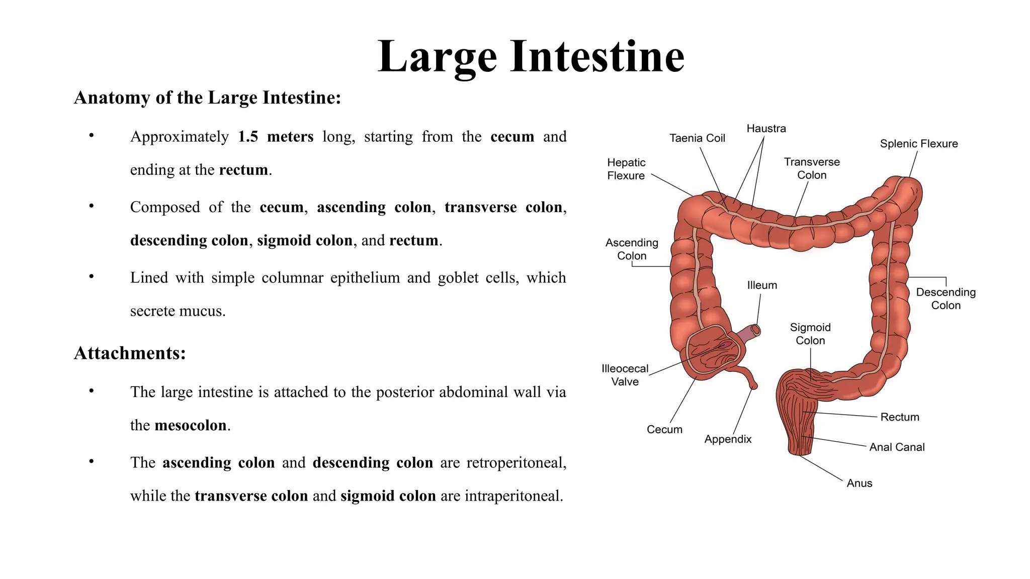 Anatomy of Digestive System, Liver, pancreas, and gallbladder .pptx