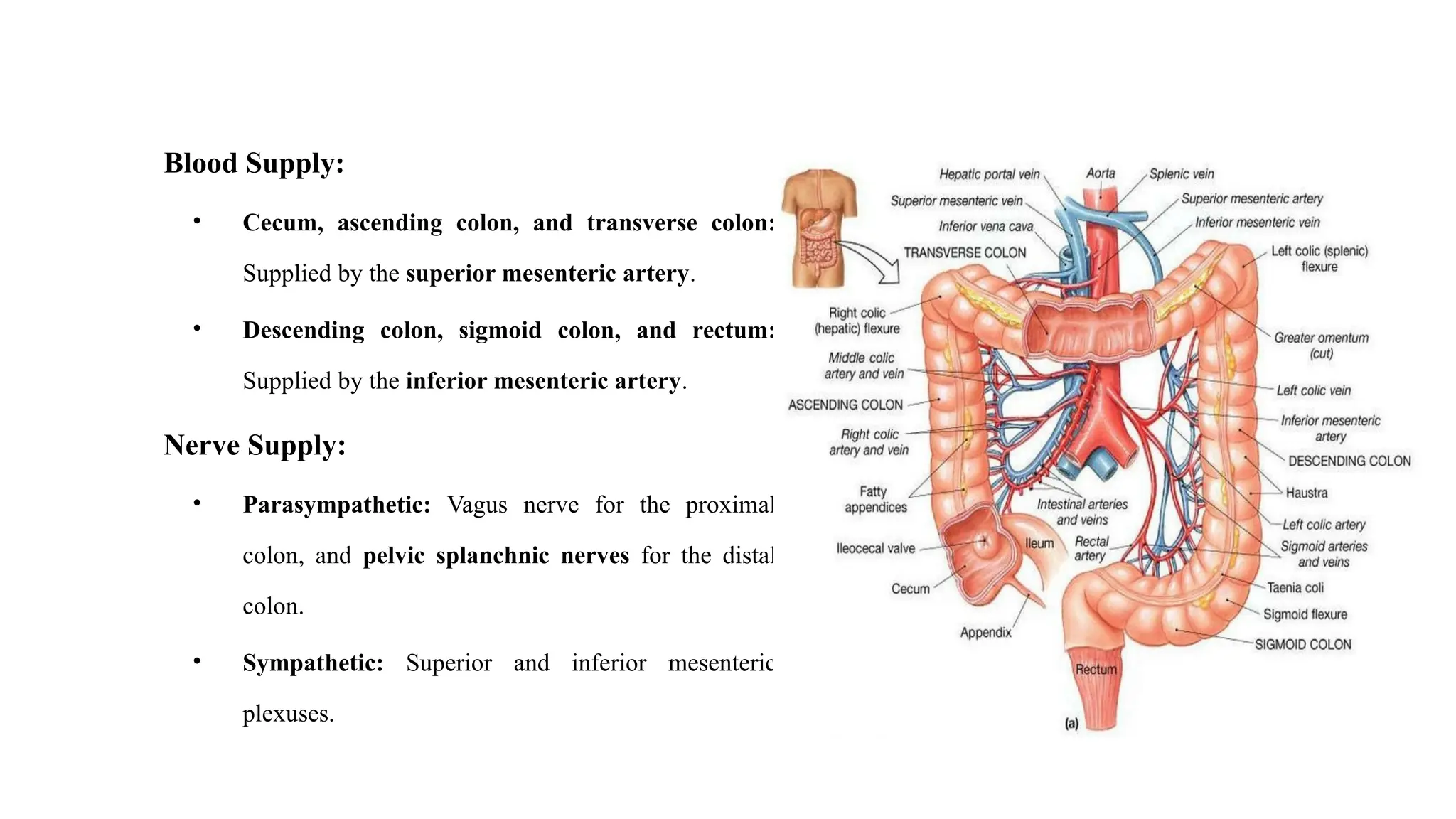 Anatomy of Digestive System, Liver, pancreas, and gallbladder .pptx
