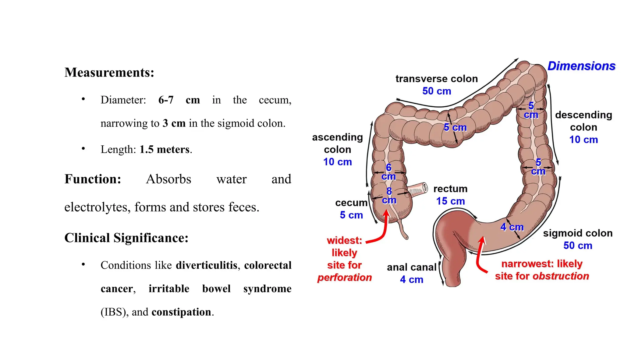 Anatomy of Digestive System, Liver, pancreas, and gallbladder .pptx