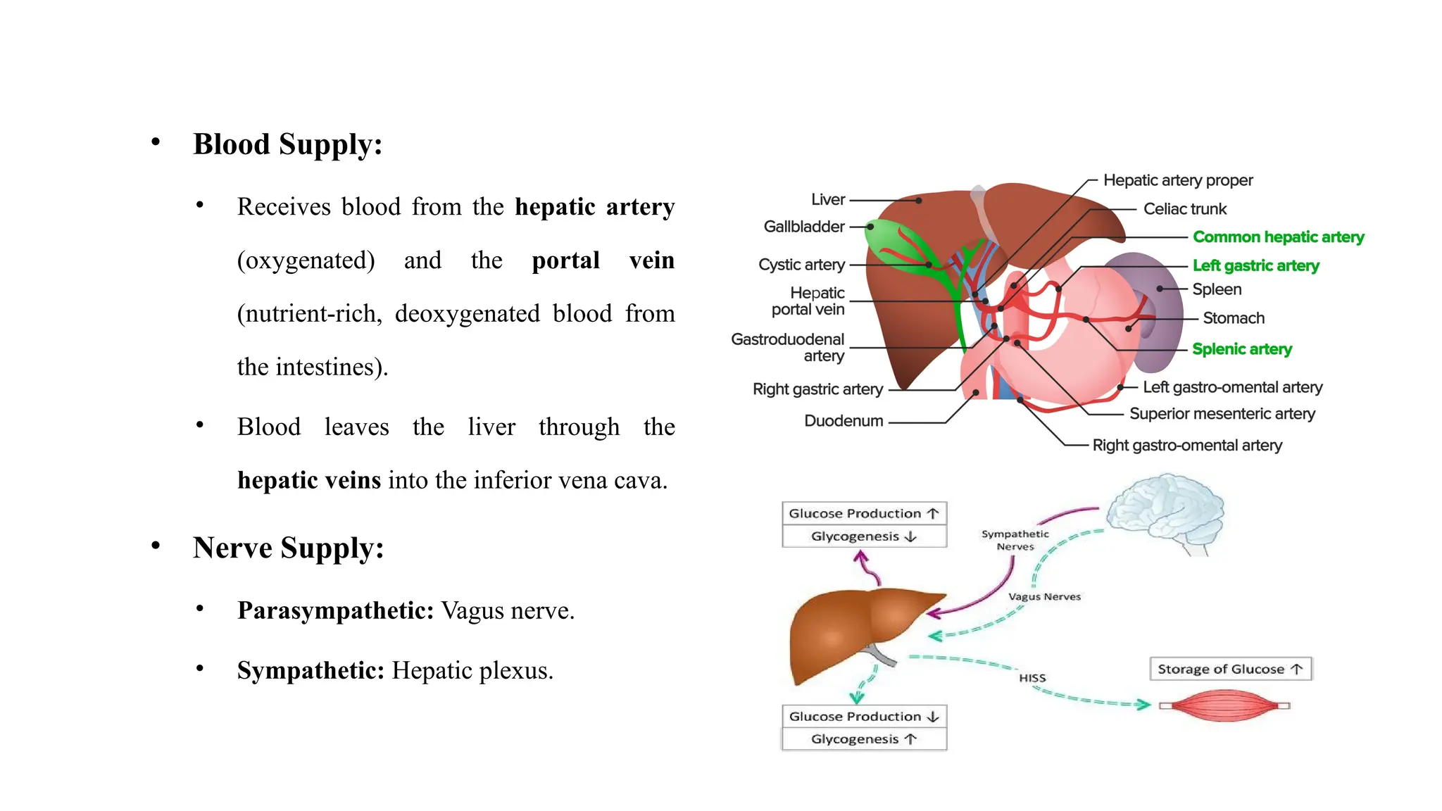 Anatomy of Digestive System, Liver, pancreas, and gallbladder .pptx