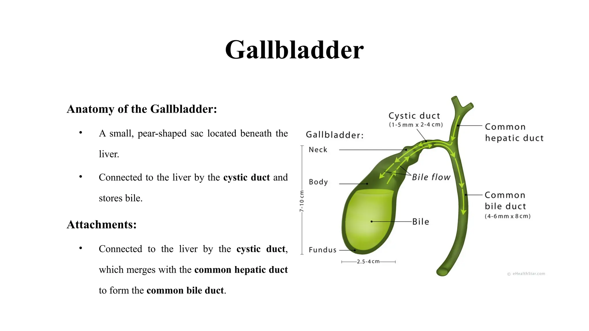 Anatomy of Digestive System, Liver, pancreas, and gallbladder .pptx