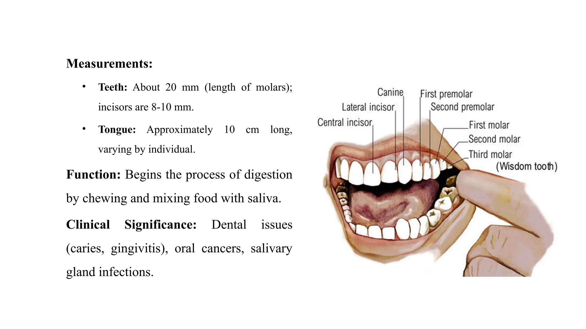 Anatomy of Digestive System, Liver, pancreas, and gallbladder .pptx
