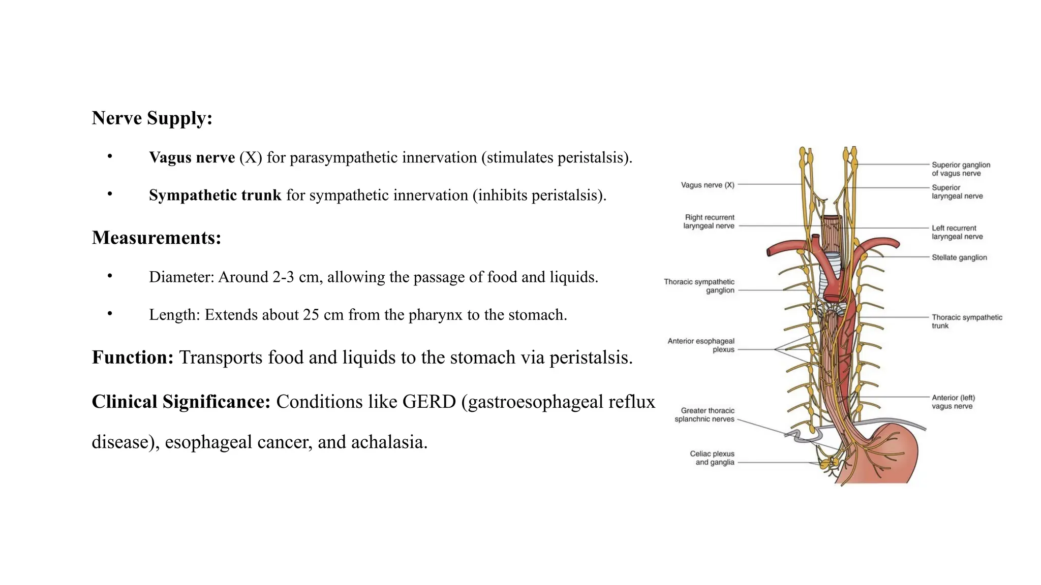 Anatomy of Digestive System, Liver, pancreas, and gallbladder .pptx