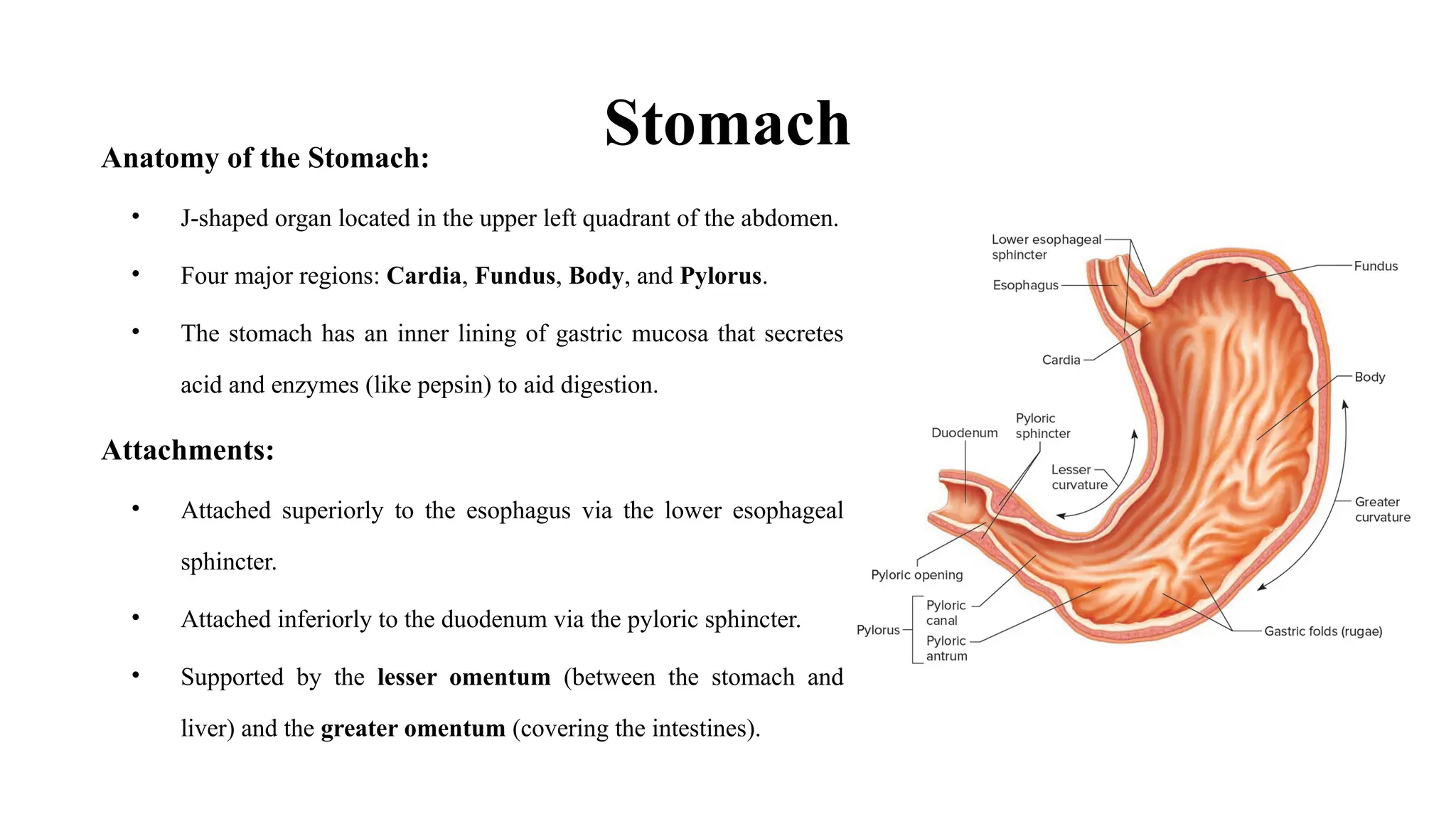 Anatomy of Digestive System, Liver, pancreas, and gallbladder .pptx