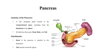 Anatomy of Digestive System, Liver, pancreas, and gallbladder .pptx