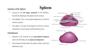 Anatomy of Digestive System, Liver, pancreas, and gallbladder .pptx