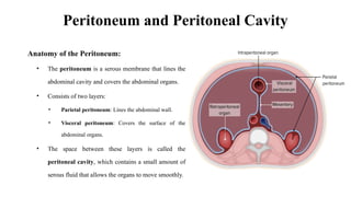 Anatomy of Digestive System, Liver, pancreas, and gallbladder .pptx