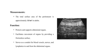 Anatomy of Digestive System, Liver, pancreas, and gallbladder .pptx