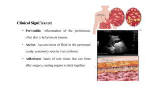 Anatomy of Digestive System, Liver, pancreas, and gallbladder .pptx
