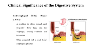 Anatomy of Digestive System, Liver, pancreas, and gallbladder .pptx