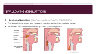 Anatomy of digestive system-II.pptx