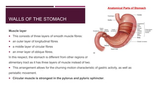 Anatomy of digestive system-II.pptx