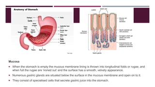 Anatomy of digestive system-II.pptx